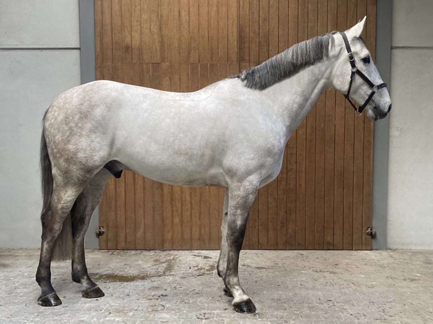 Horses – JDB Opportunities / JMJ Invest